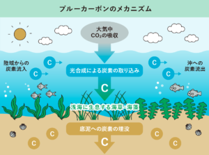 【わかりやすく】ブルーカーボンとは？メカニズムや生態系などを解説 | HELLO!GREEN
